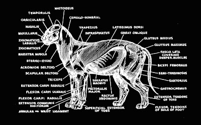DOKTER HEWAN: Anatomi kucing