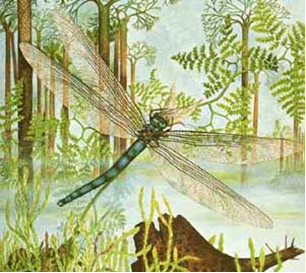 PLANETA TIERRA: MEGANEURA "diony"