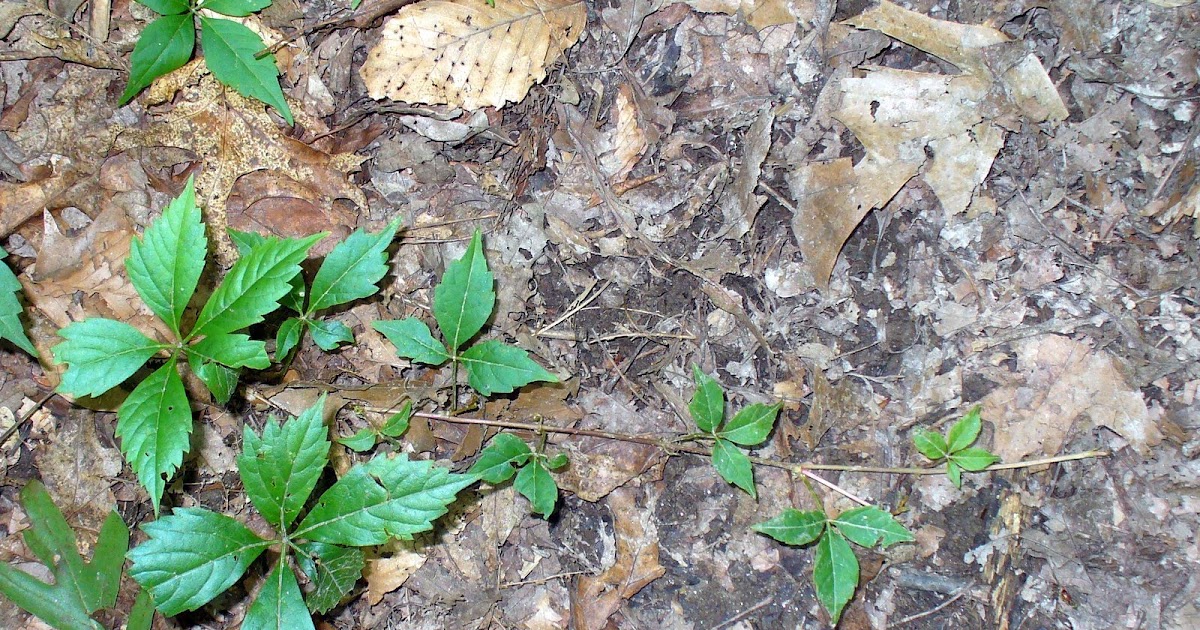 Invasive Plants in Arlington: Three-Leaved Virginia Creeper