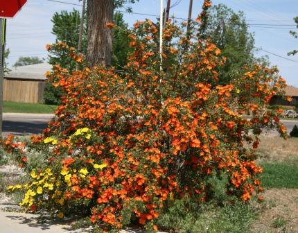 Garden Musings: Treasured Copper