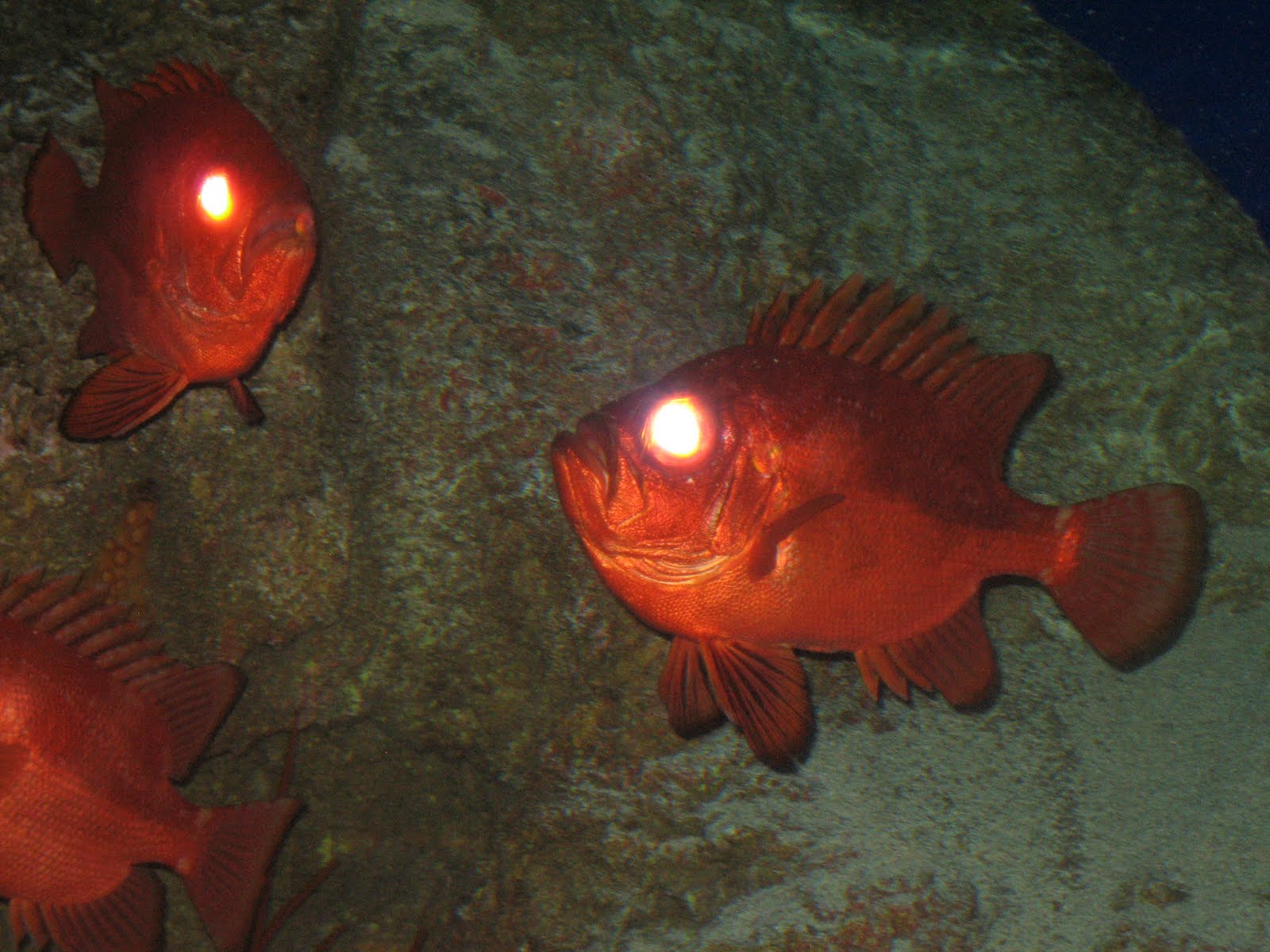 Nature Display: A Picture A Day: Popeye the Sailor Fish?