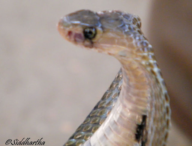 Simply Siddhartha: Encouter with a Cobra