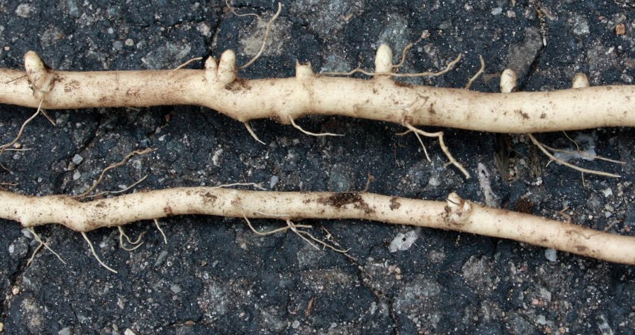 The Clueless Gardeners - A Garden Blog: Milkweed roots
