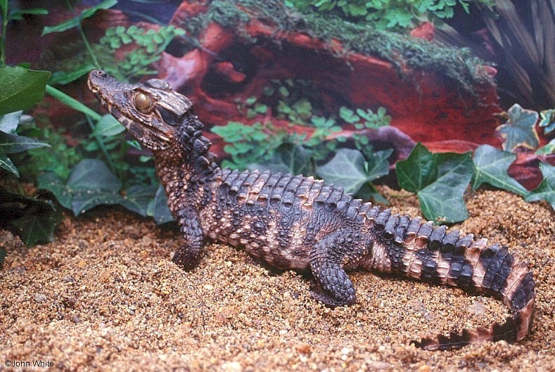 Animal Picture: Dwarf caiman