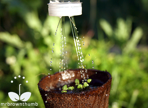 How To Water Small Seeds And Seedlings : MrBrownThumb