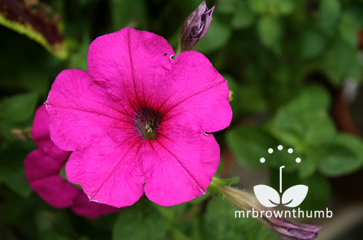 Coleus, Petunias, Euphorbias And Impatiens From Ball Horticultural ...