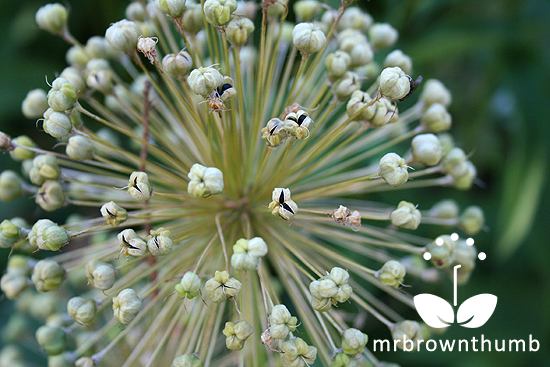 How to Collect Allium Seeds : MrBrownThumb
