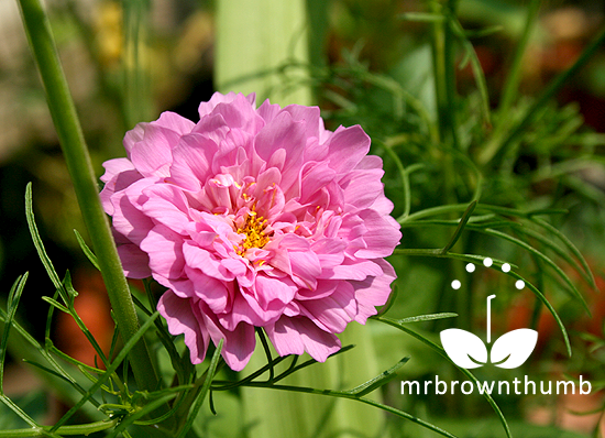 Cosmos Double "Rose Bon Bon" : MrBrownThumb