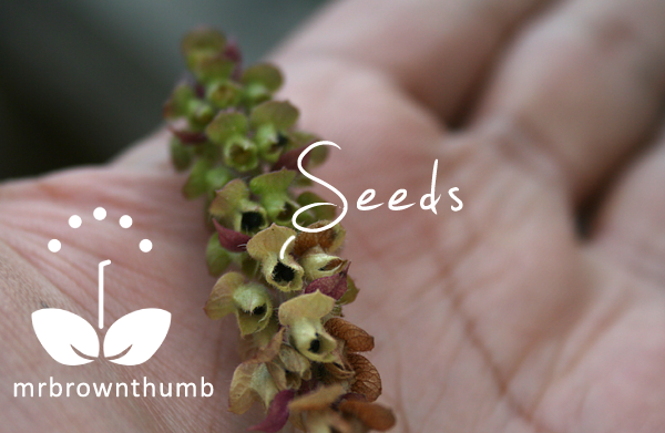 How To Collect Basil Seeds : MrBrownThumb