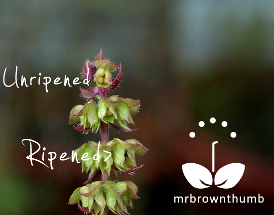 How To Collect Basil Seeds : MrBrownThumb