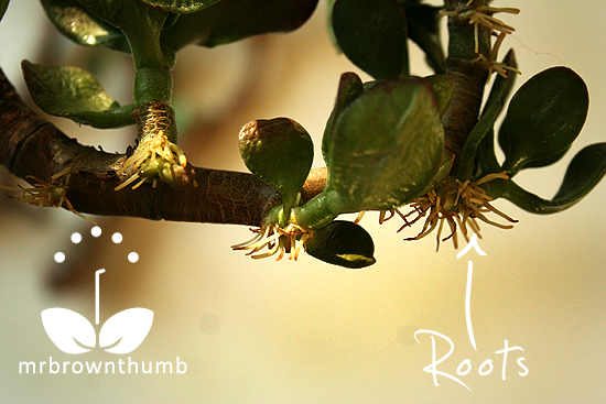 Potting Jade Cuttings : MrBrownThumb