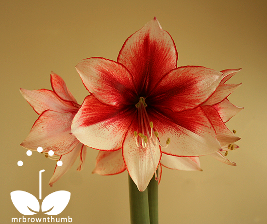 Amaryllis 'Charisma' Hippeastrum : MrBrownThumb