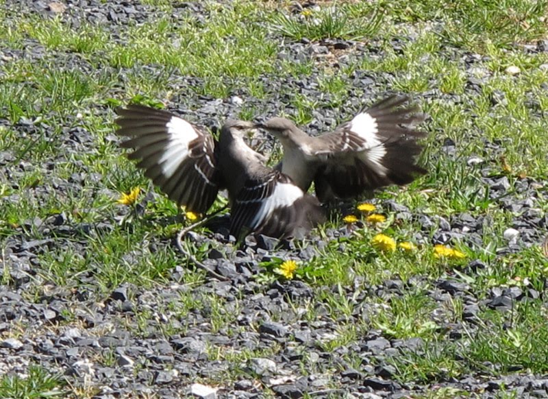 Squirrel's View: Mockingbird battle