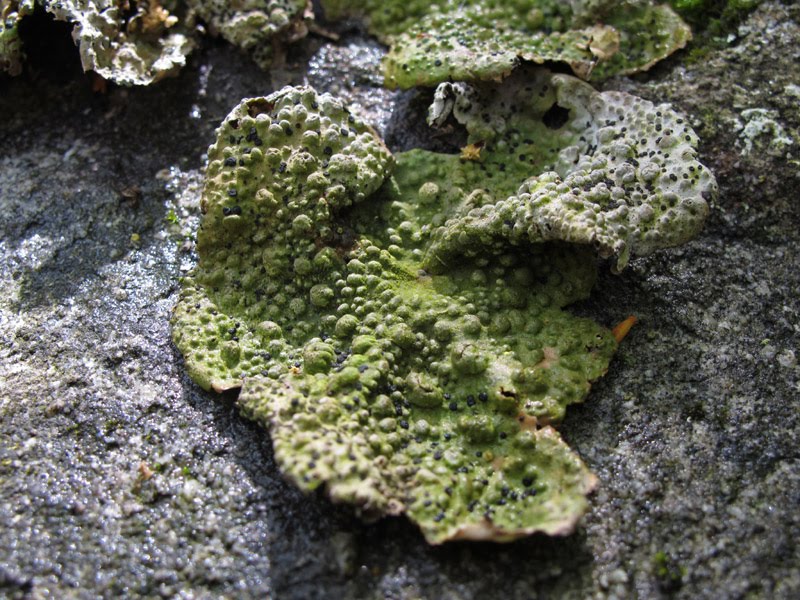 Squirrel's View: Lichen