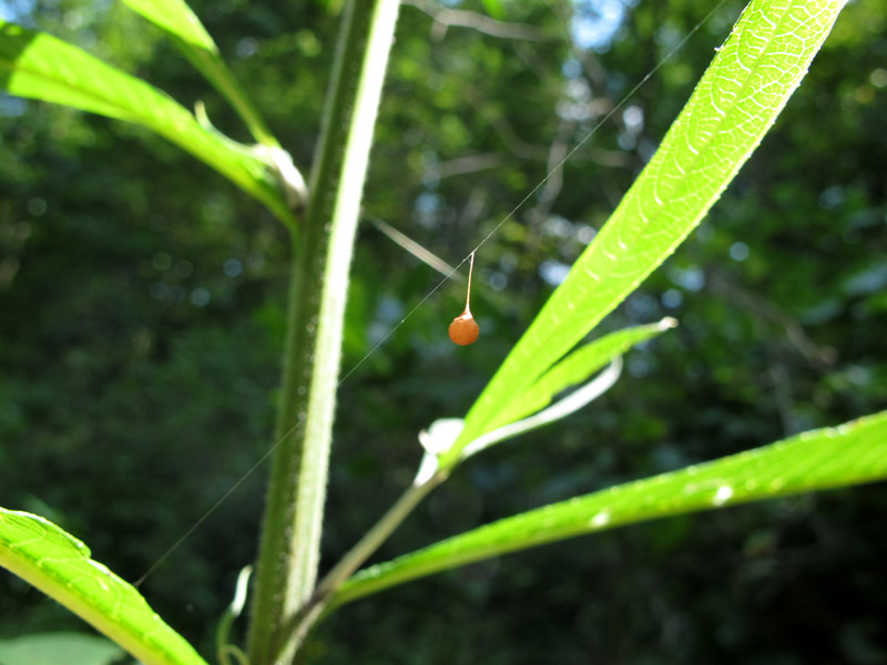 Squirrel's View: Spider Egg Sacs