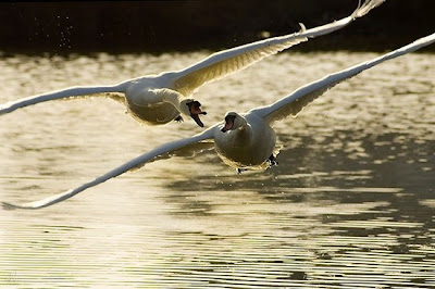 Postando!: Pato voa sim!!