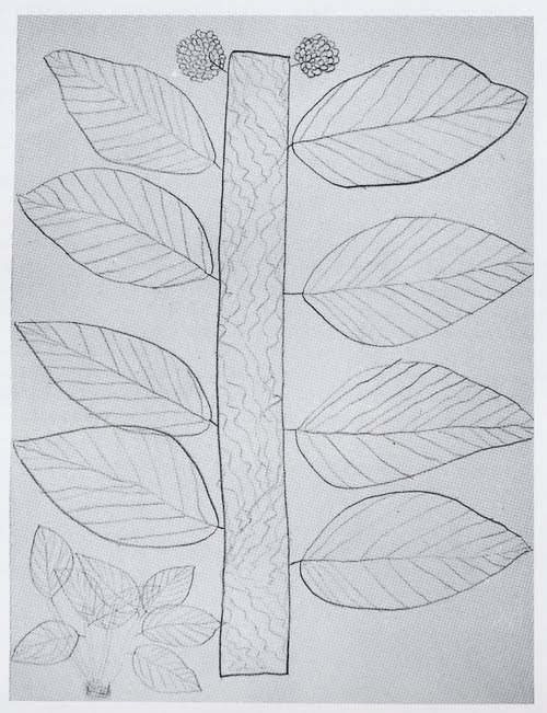 Sandra Eterovic: Some Nineteenth Century Aboriginal Drawings