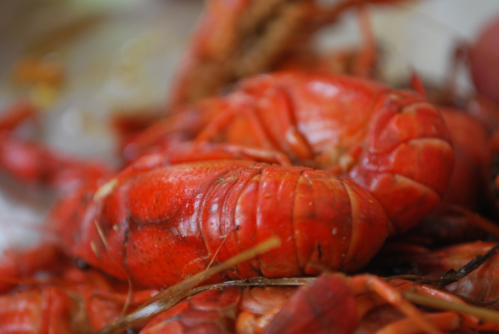 The Momshell: How to Eat a Mudbug!