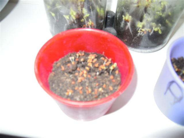 Life's Adventures: Venus Science project