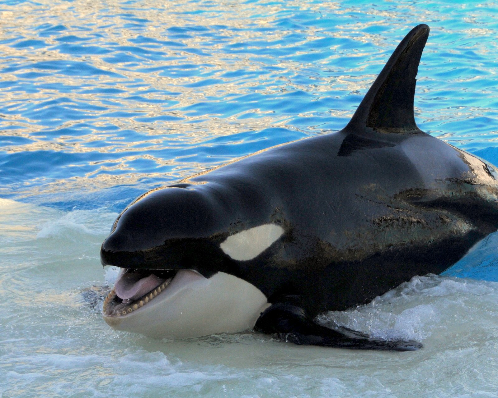 Singing and Spinning: The Shamu Show...