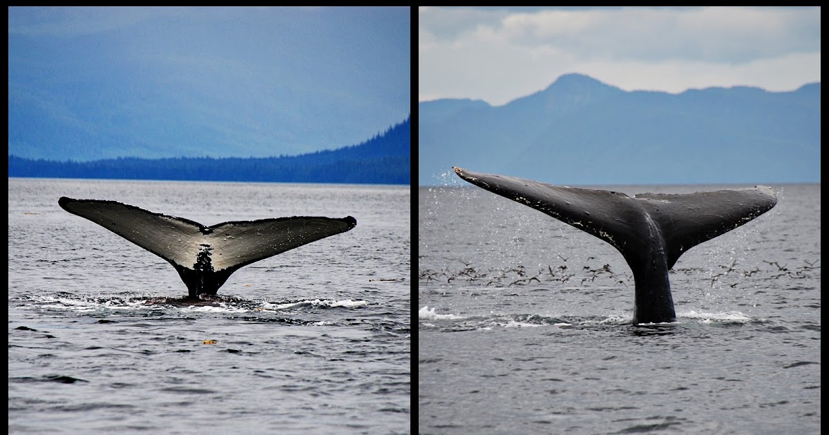Singing and Spinning: ALASKA - Whale Watching