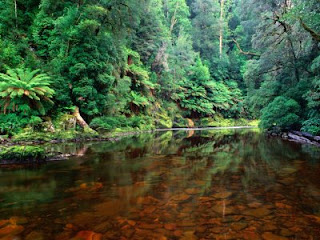 Ecosistemas Terrestres: Bosque Humedo