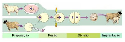 A aprender: Biologia/Geologia - 11ºano: Reprodução nos seres vivos