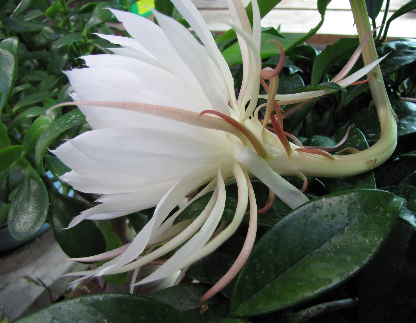 Beta Tauri: Queen of the Night