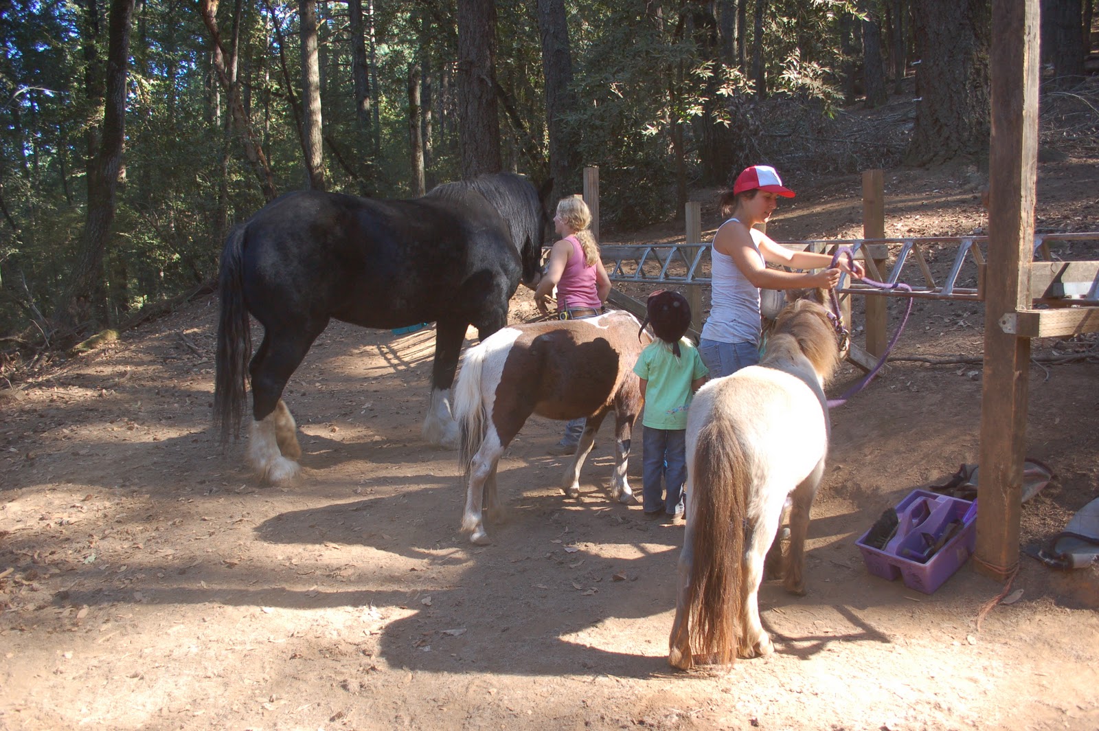 Footloose in America!: Chapter I: Wwoofing in McDonald Ranch