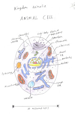 Beautiful Grace: Plant and Animal Cell Drawings by Fire