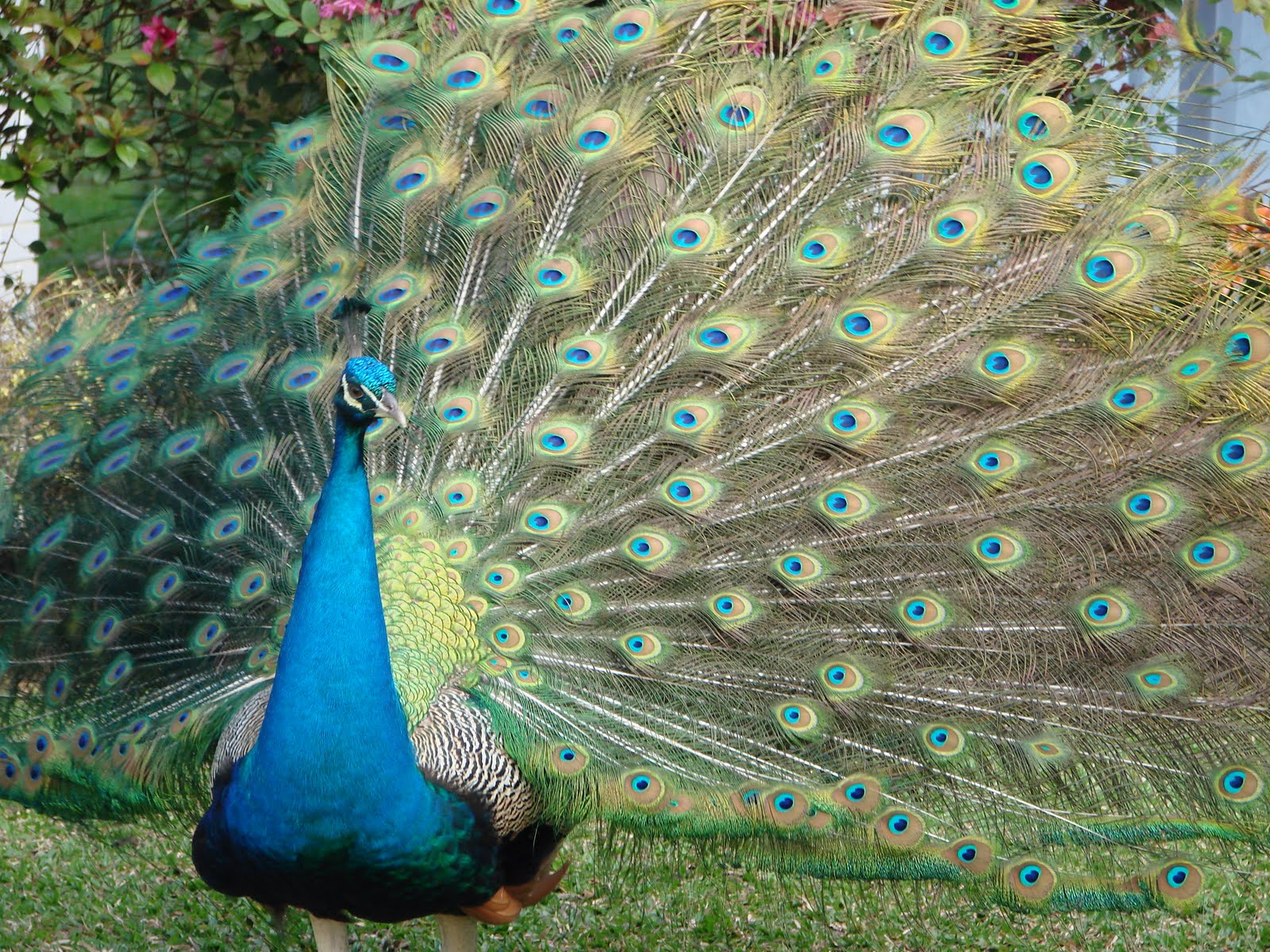 Pavão | Imagens - Maria Olívia