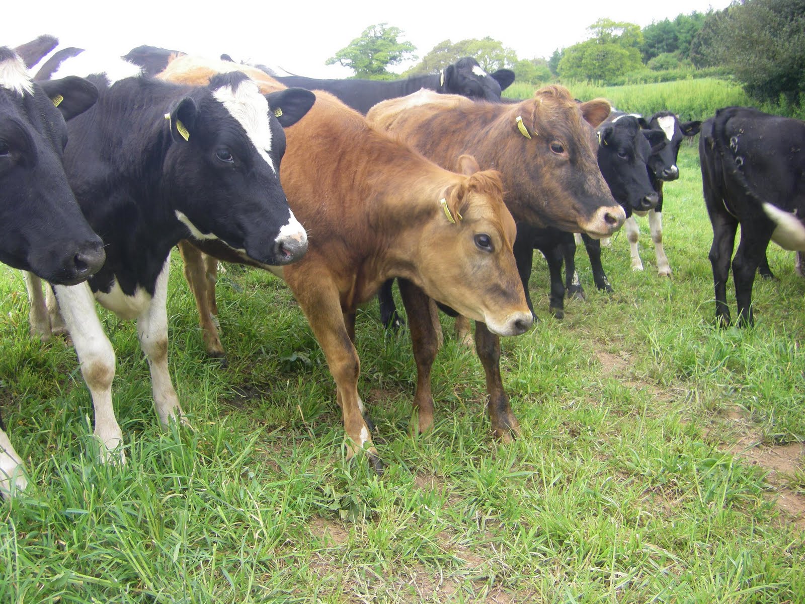 Pasture to Profit: Are You Weaning Heifers Calves Too Early?