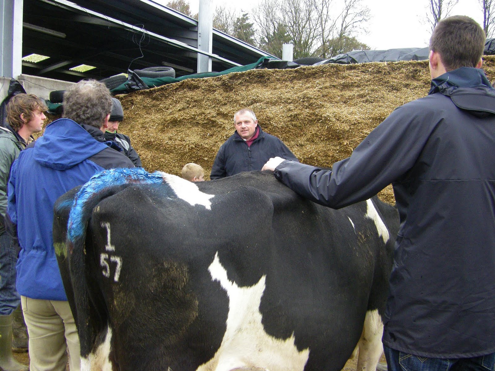 Pasture to Profit: Proper Dairy Cow ID....small point but so important
