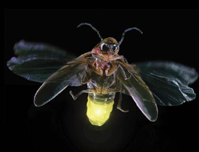 The Other 95%: Firefly Double Whammy: Evolution and Costs of Light
