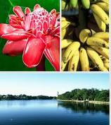 BIODIVERSIDAD: LA BIODIVERSIDAD DE TABASCO