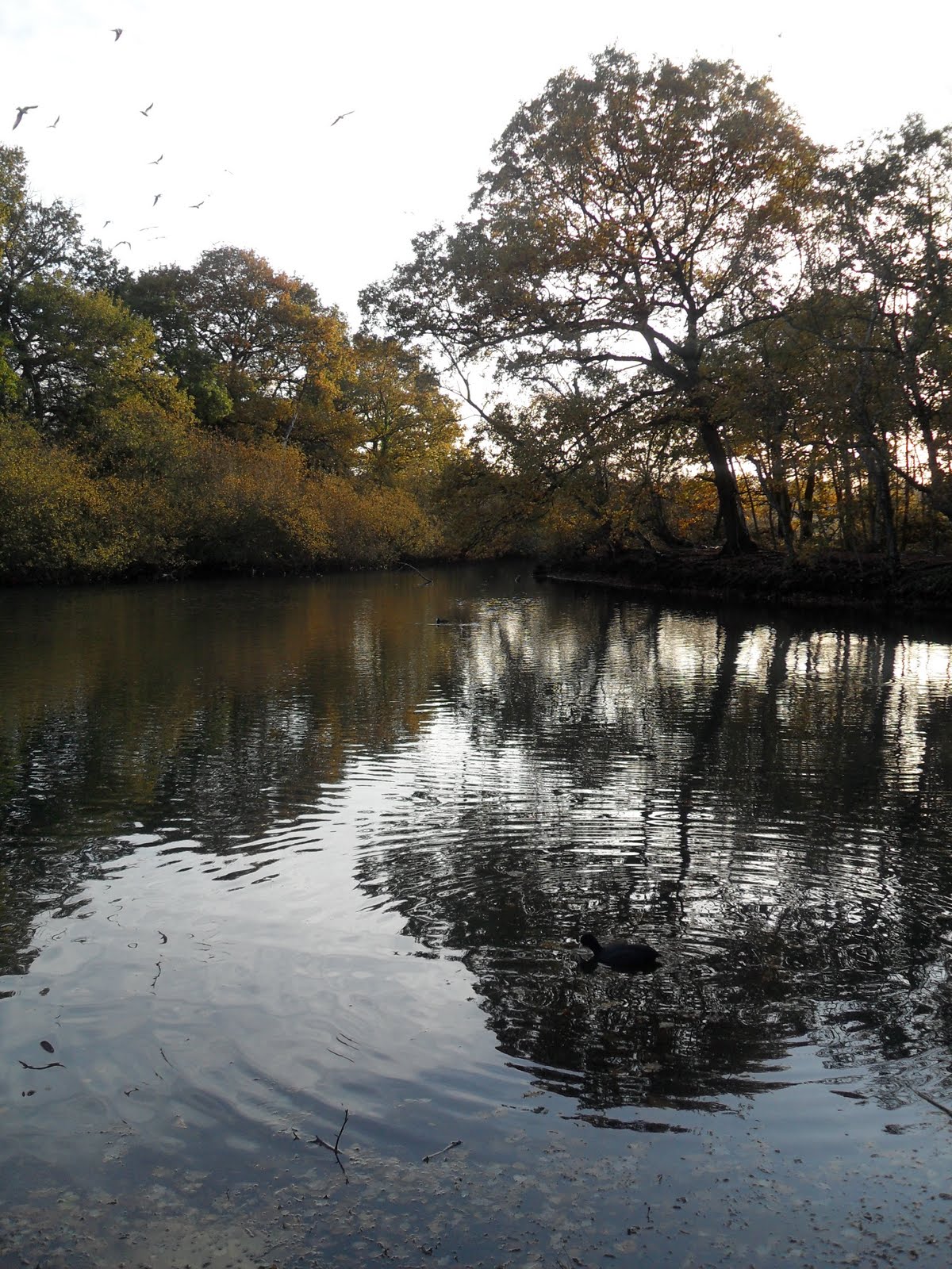 Serendipitous Moments: Wanstead Flats