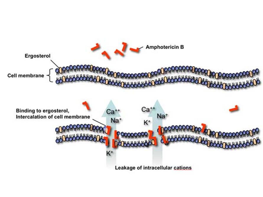 Infecções Fúngicas: Fármacos para Tratamento de Infecções Fúngicas ...
