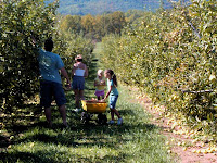 Blue Ridge Blogger: Picking Apples - Blue Ridge Mountain style