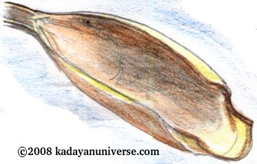 TunaSastera Rakyat: Sastera Rakyat: Suatu Pemikiran