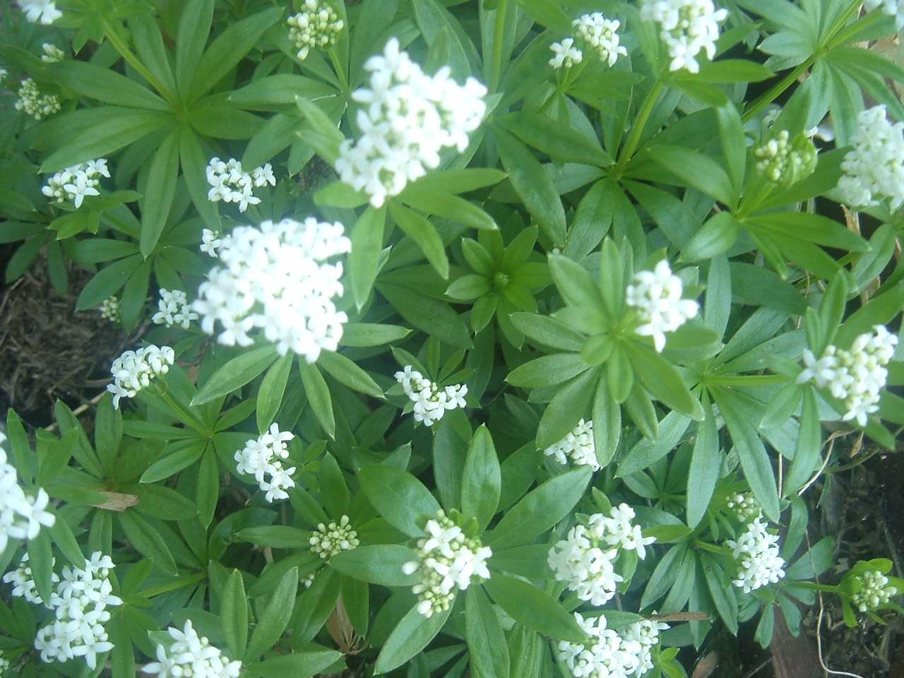 Unbought Delicacies: Sweet woodruff and wild tulips
