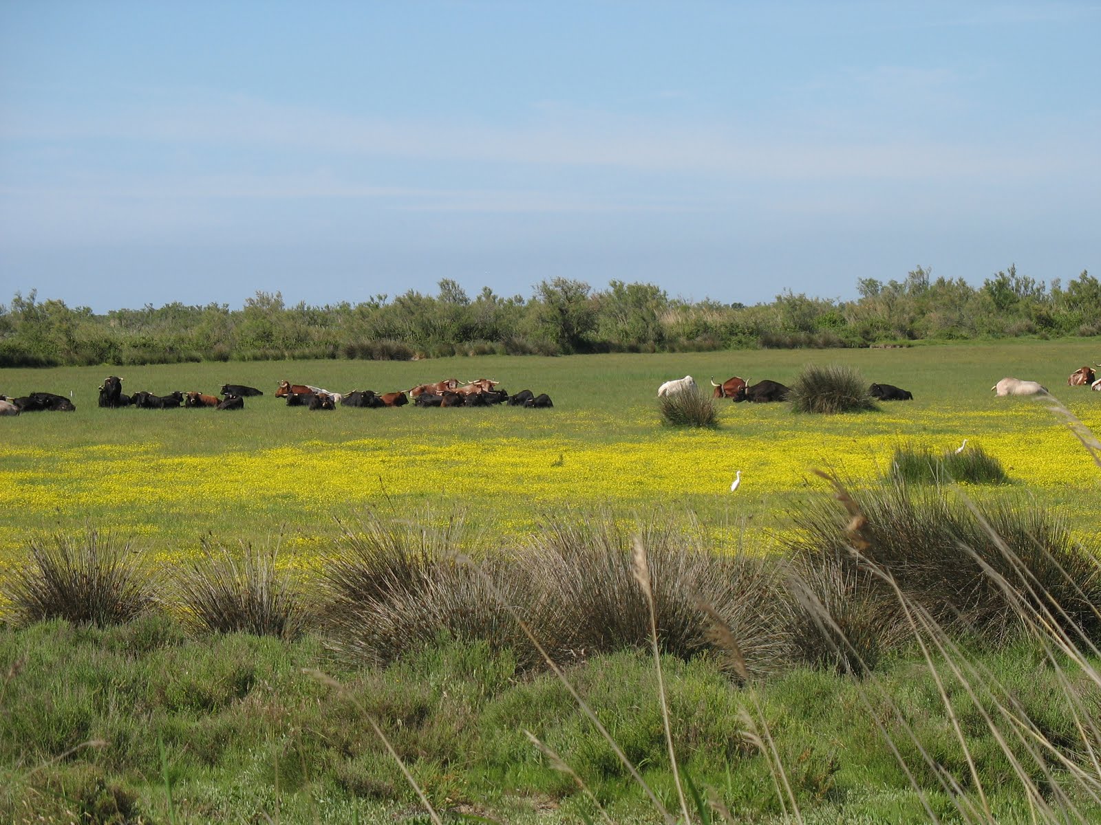 LA PROVENCE: CAMARGUE