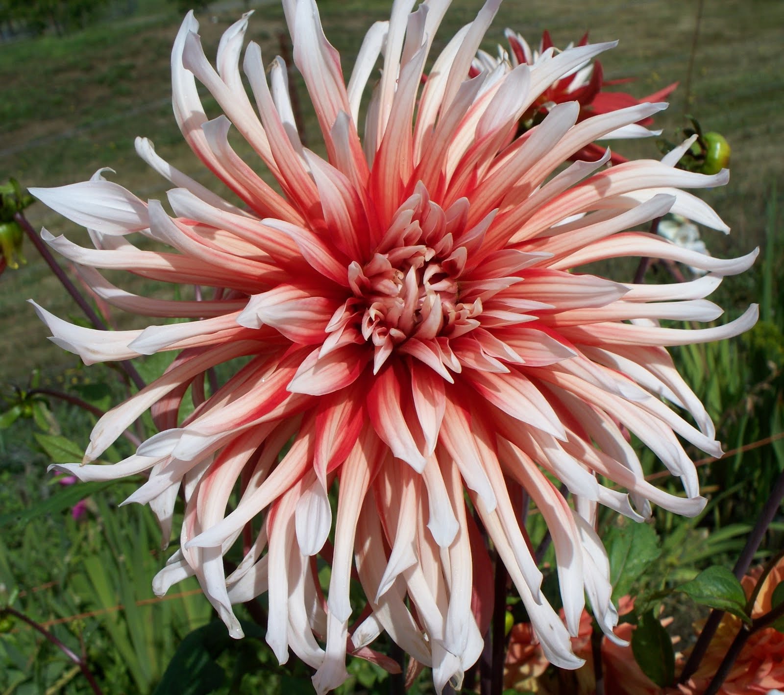 JAN'S COUNTRY GARDEN: Alauna Pochette Surprise