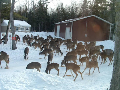 Hunting News: Deer Herd increases with Supplemental Feeding
