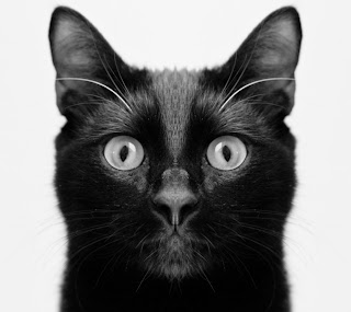 Gregg's Occasional Chaos: Symmetry cat