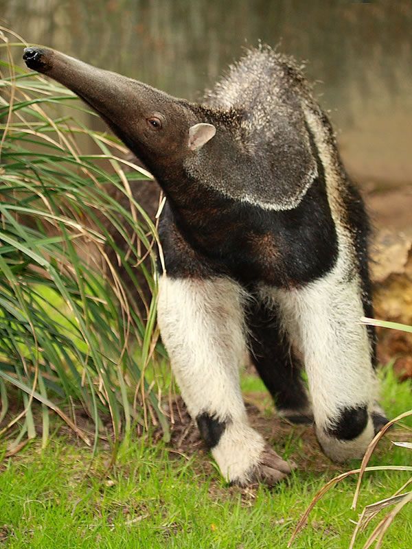 WEIRD NEWS: Amazing Mutant Animals