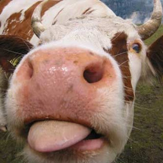 Sweet Leigh Mama - Atlanta Mommy Blog: The Stinky Farm