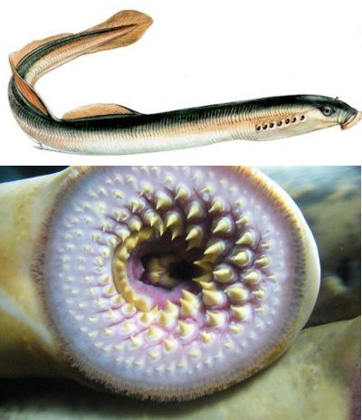 Descubro y Aprendo sobre los Peces: Clasificación