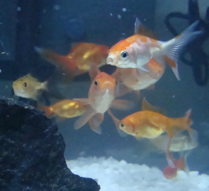 Descubro y Aprendo sobre los Peces: Clasificación