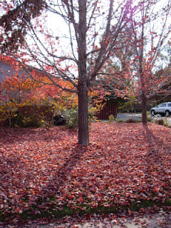 Boulder Fall Colors: October 2007