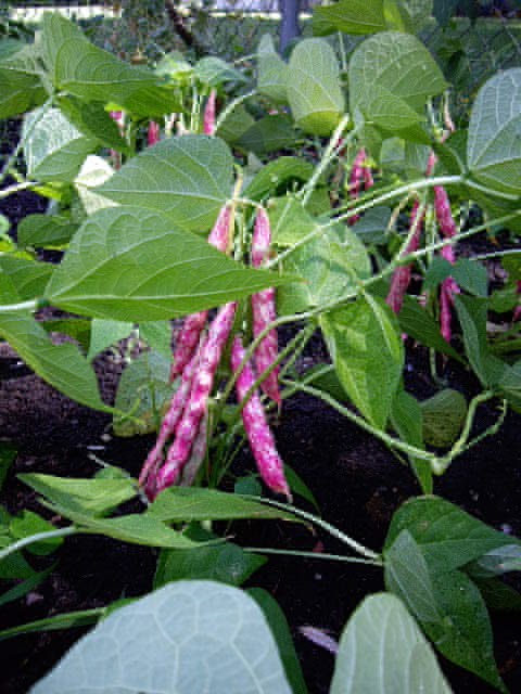 Boulder Fall Colors: Borlotti Bean Patch